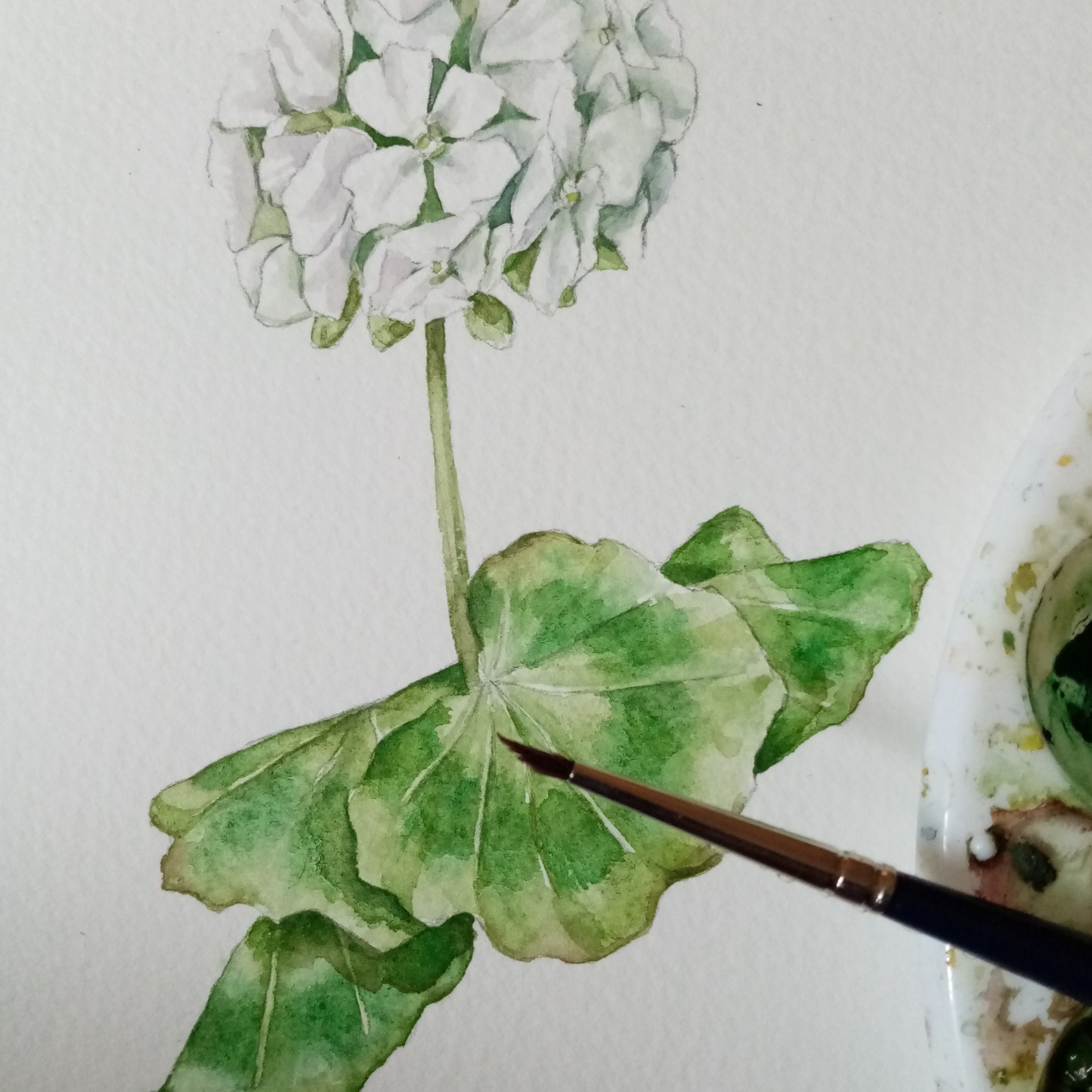 White Geranium Flower SOLD Original Painting in Watercolour by Norma ...