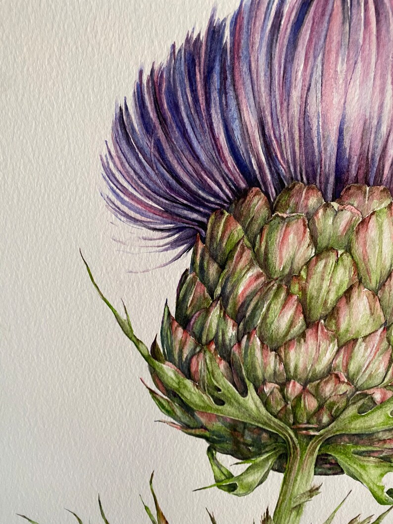 Scottish Thistle, Large, Original Painting by Norma Robinson - Etsy