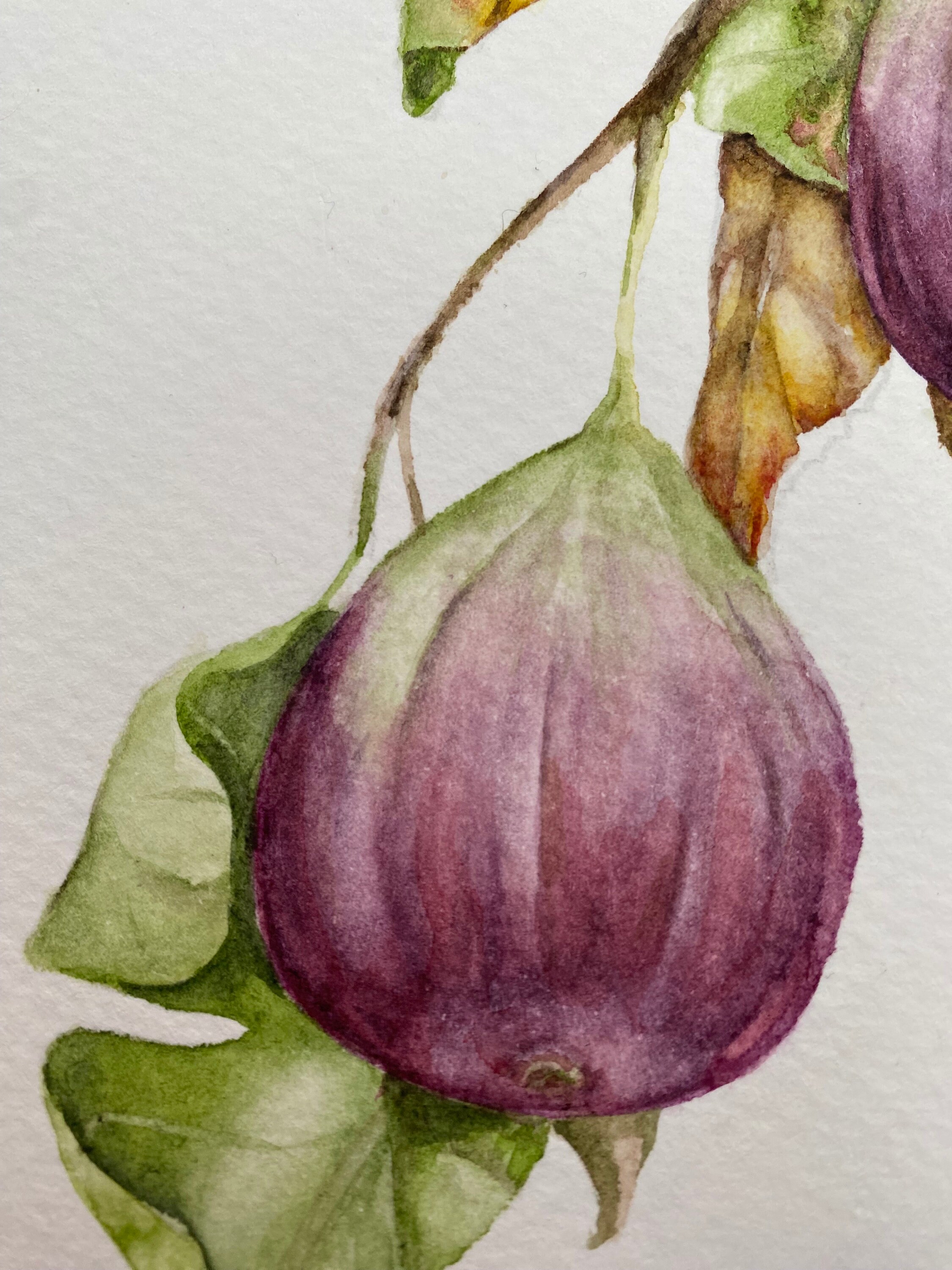 Figs 5, Original Painting in Watercolour by Norma Robinson - Etsy