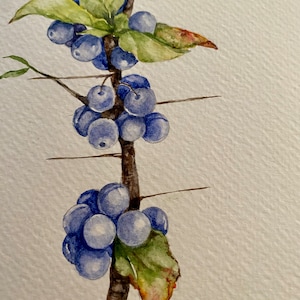 Sloe Berries, Original Painting in Watercolour by Norma Robinson - Etsy
