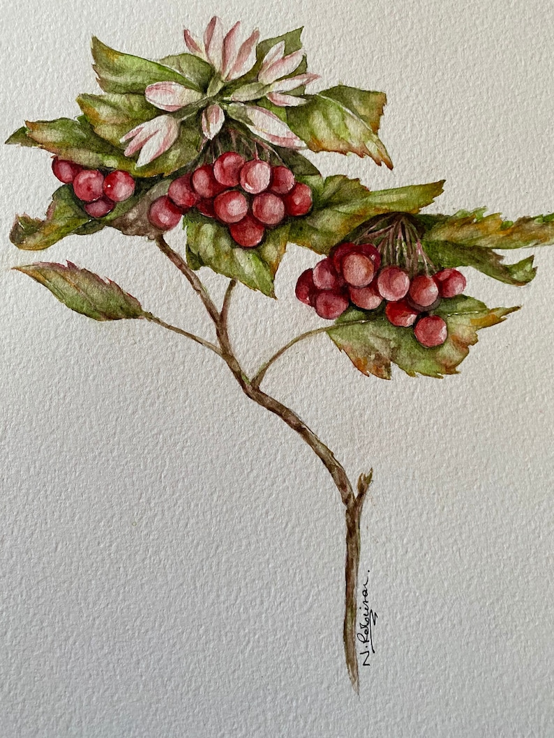 Cranberries 2, Original Painting in Watercolour by Norma Robinson - Etsy UK