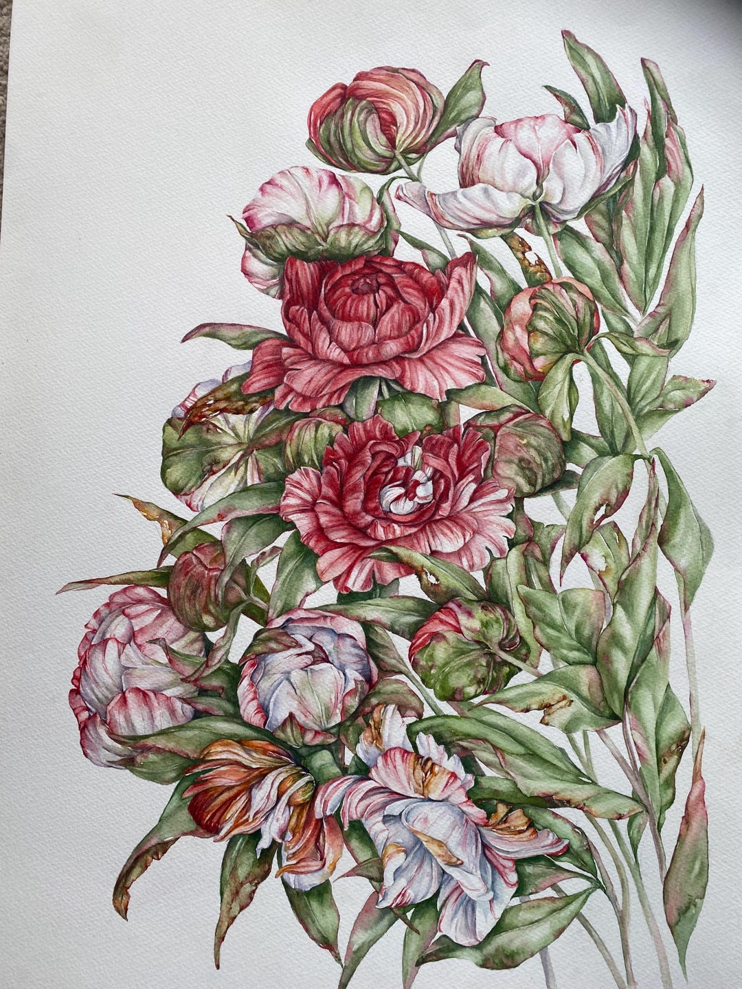 Peonies, Large, Original Painting in Watercolour by Norma Robinson - Etsy