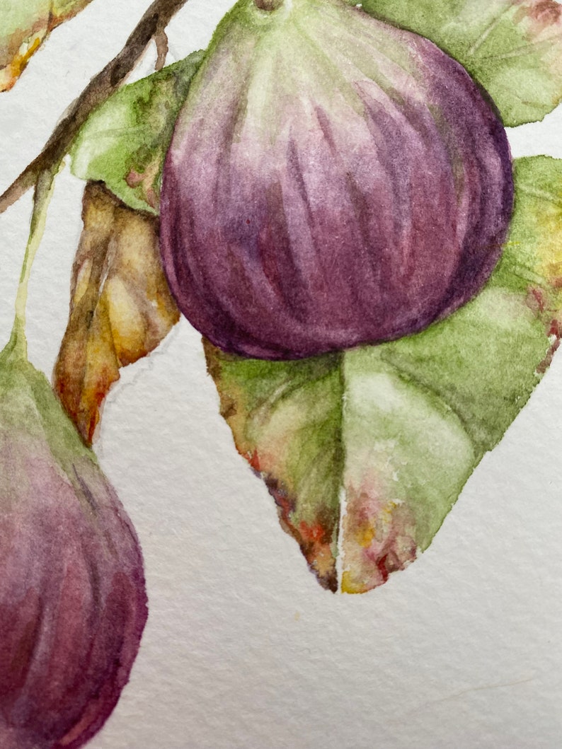 Figs 5, Original Painting in Watercolour by Norma Robinson - Etsy