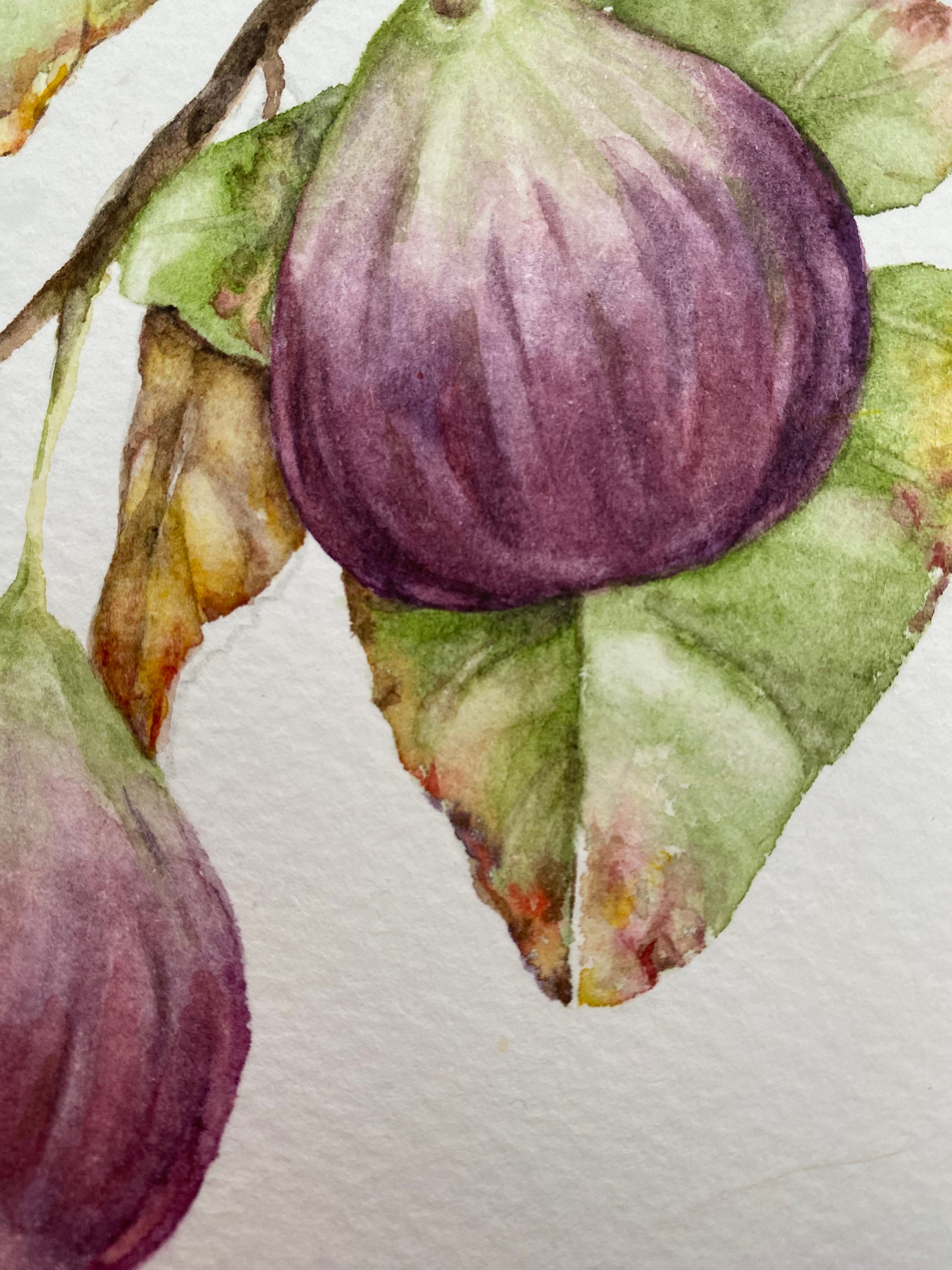Figs 5, Original Painting in Watercolour by Norma Robinson - Etsy