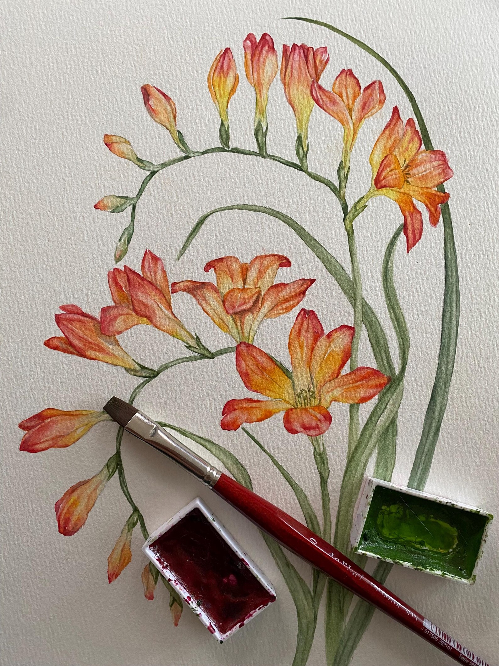 Freesias Red and Yellow, Original Painting in Watercolour by Norma ...