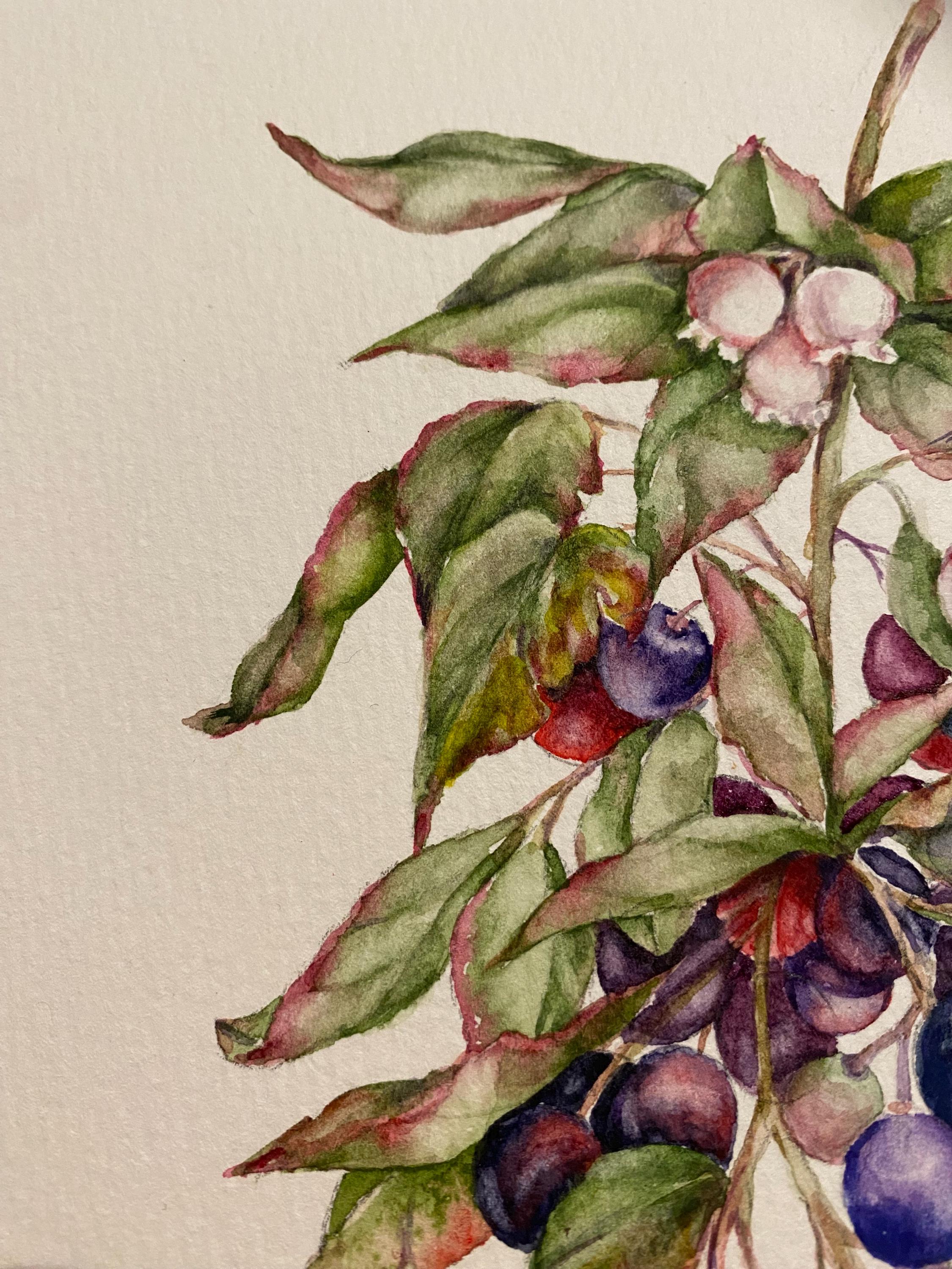 Blueberries 4, Original Painting in Watercolour by Norma Robinson - Etsy