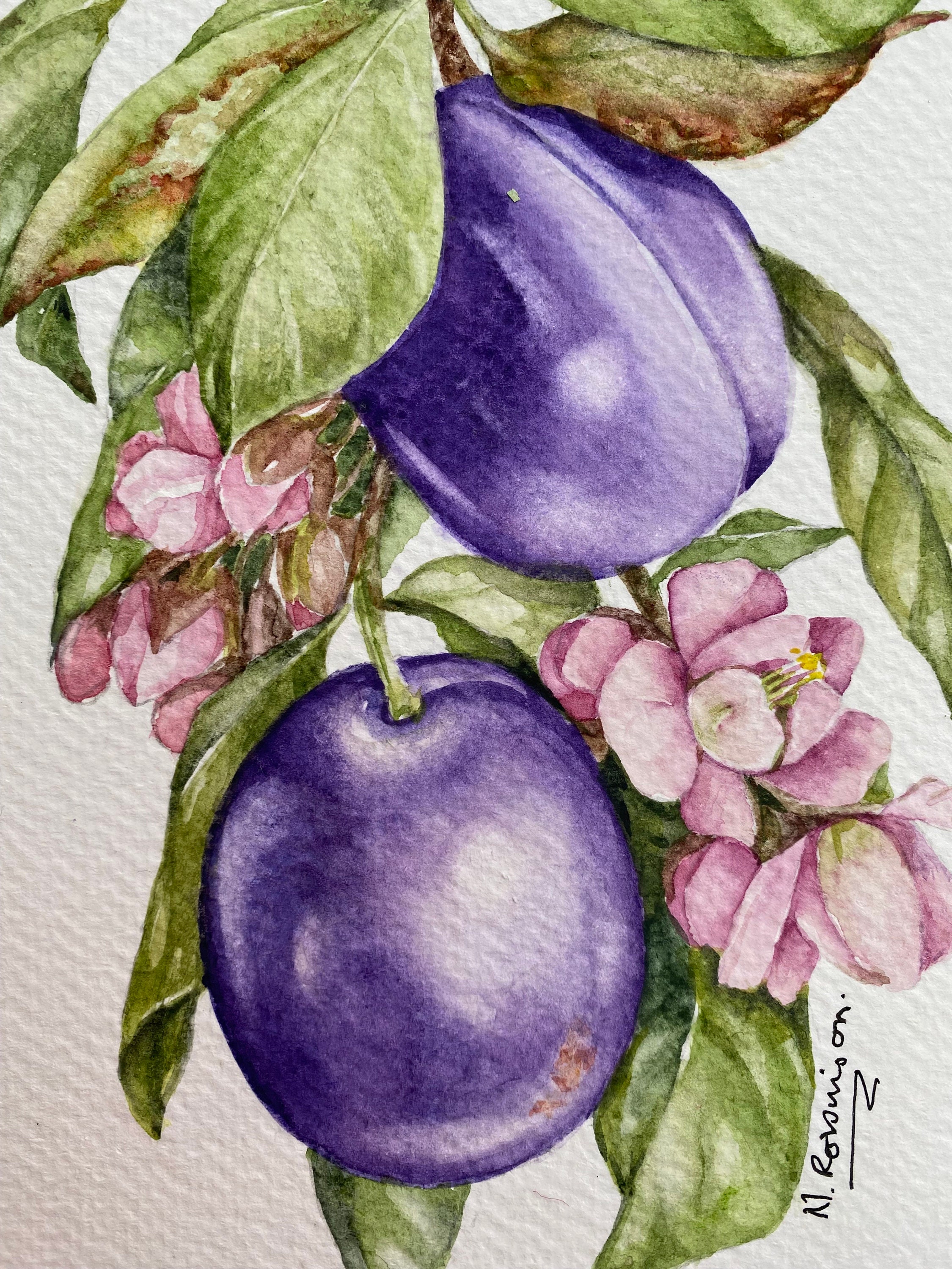 Plums, Original Painting in Watercolour by Norma Robinson - Etsy