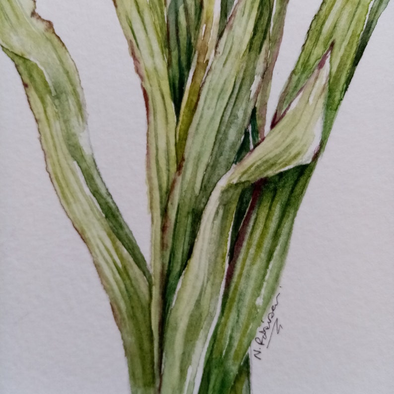 Purple Iris, Original Painting by Norma Robinson - Etsy UK