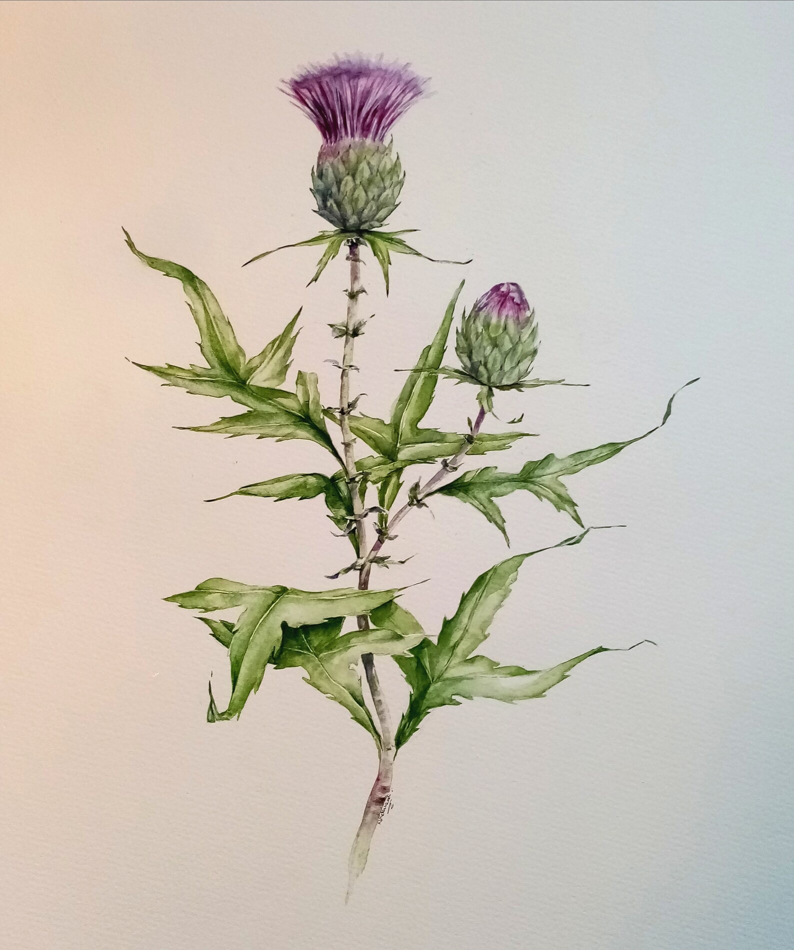 Scottish Thistle Limited Edition Print by Norma Robinson - Etsy