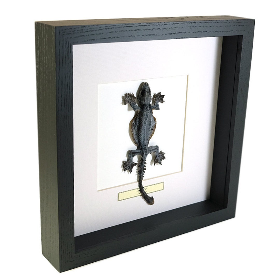 Choose Your Frame! Mounted Lizard: Lacertilia - Etsy
