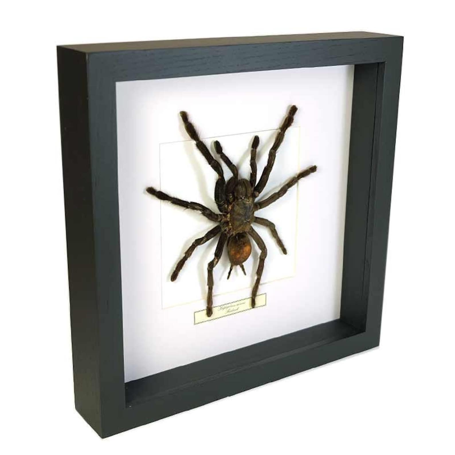 Choose Your Frame Mounted Spider: Haplopelma Minax - Etsy