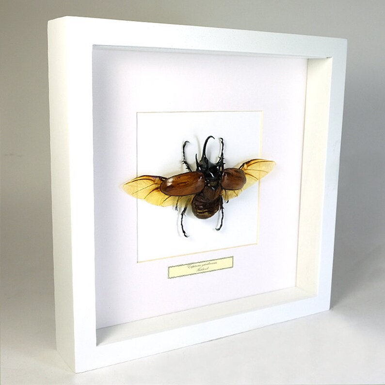 Choose your frame Mounted insect: Eupatorus gracilicornis | Etsy
