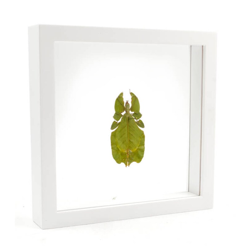 Choose Your Frame Mounted Insect: Phyllium Celebicum - Etsy