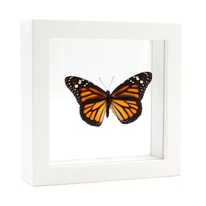 Choose Your Frame! Mounted Butterfly: Danaus Plexippus - Etsy