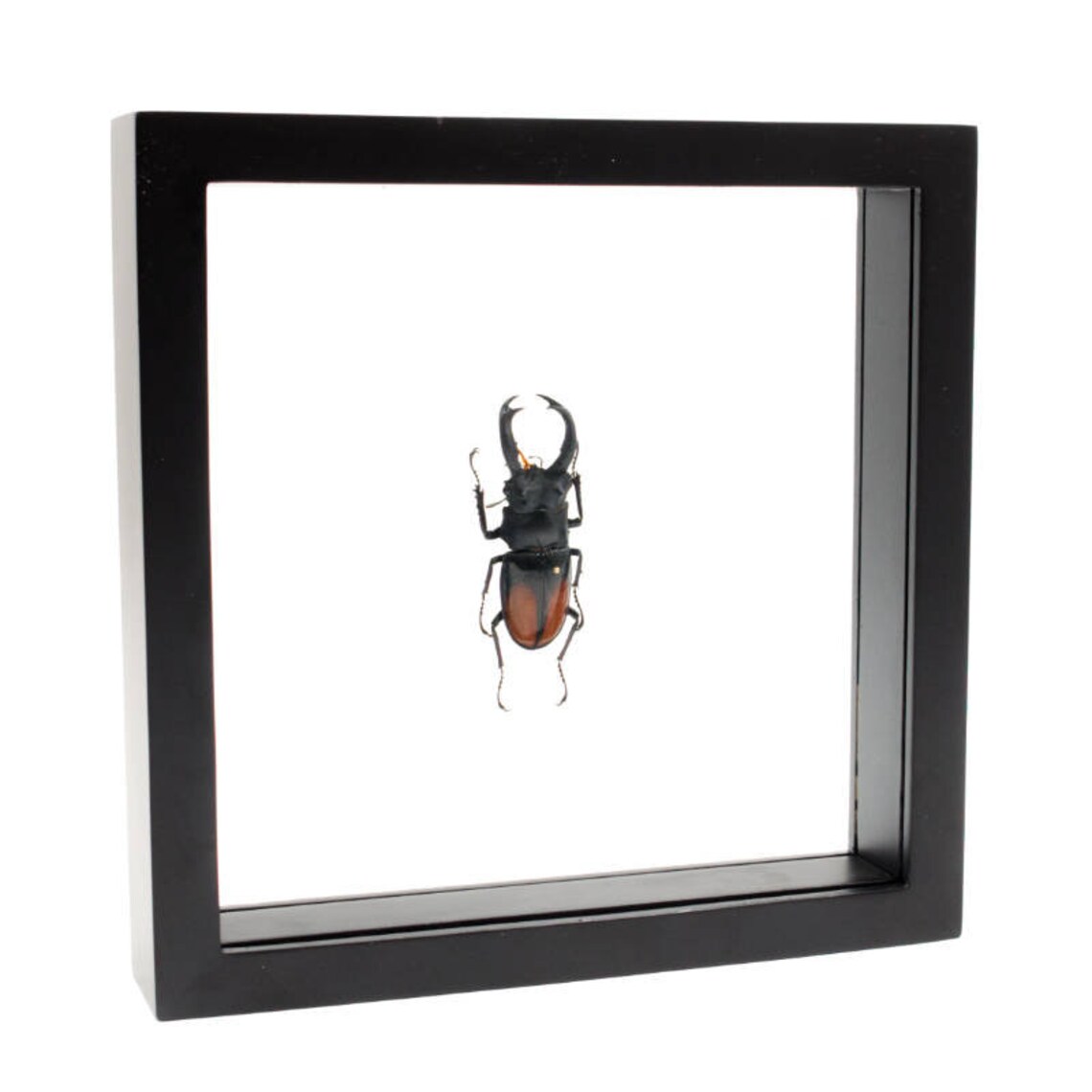 Choose Your Frame Mounted Beetle: Hexarthrius Parryi - Etsy