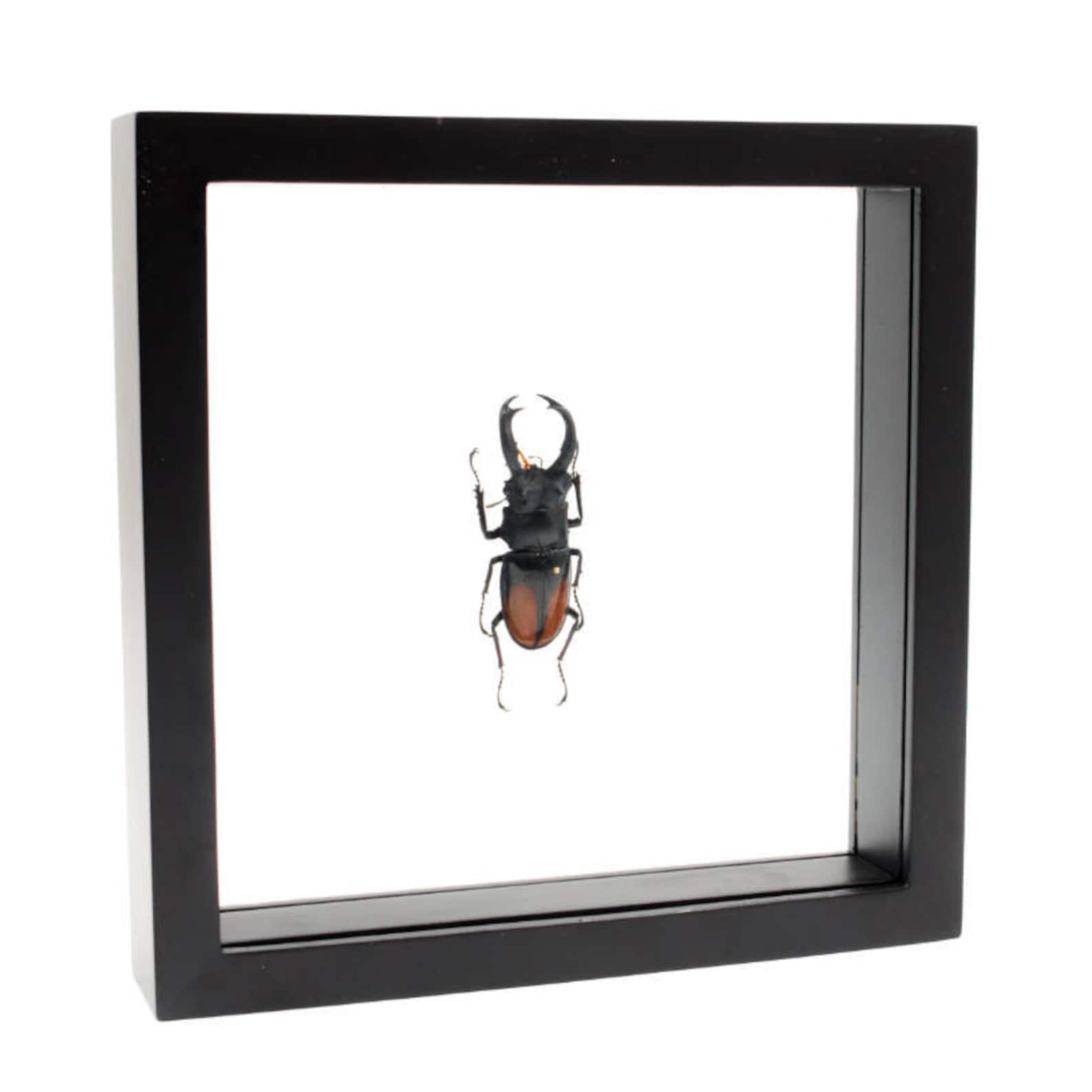 Choose Your Frame Mounted Beetle: Hexarthrius Parryi - Etsy