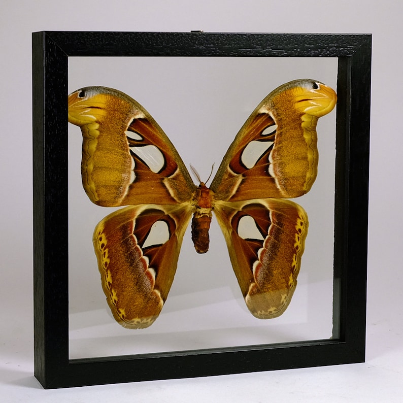 Choose Your Frame Mounted Butterfly: Attacus Atlas | Etsy