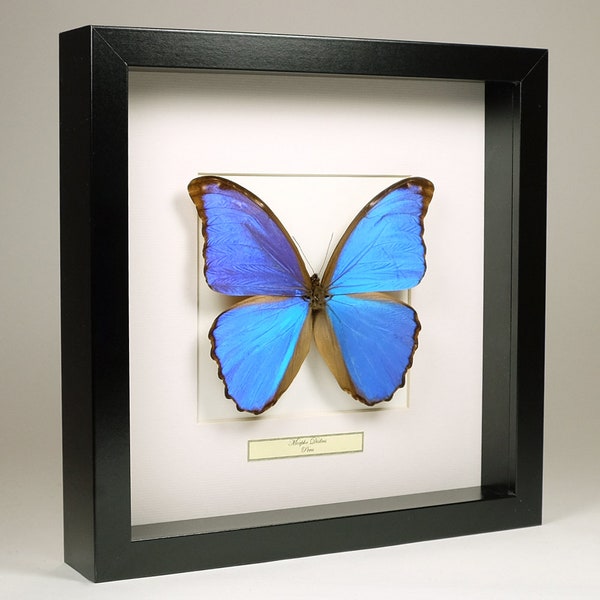 Mounted Butterflies - Etsy