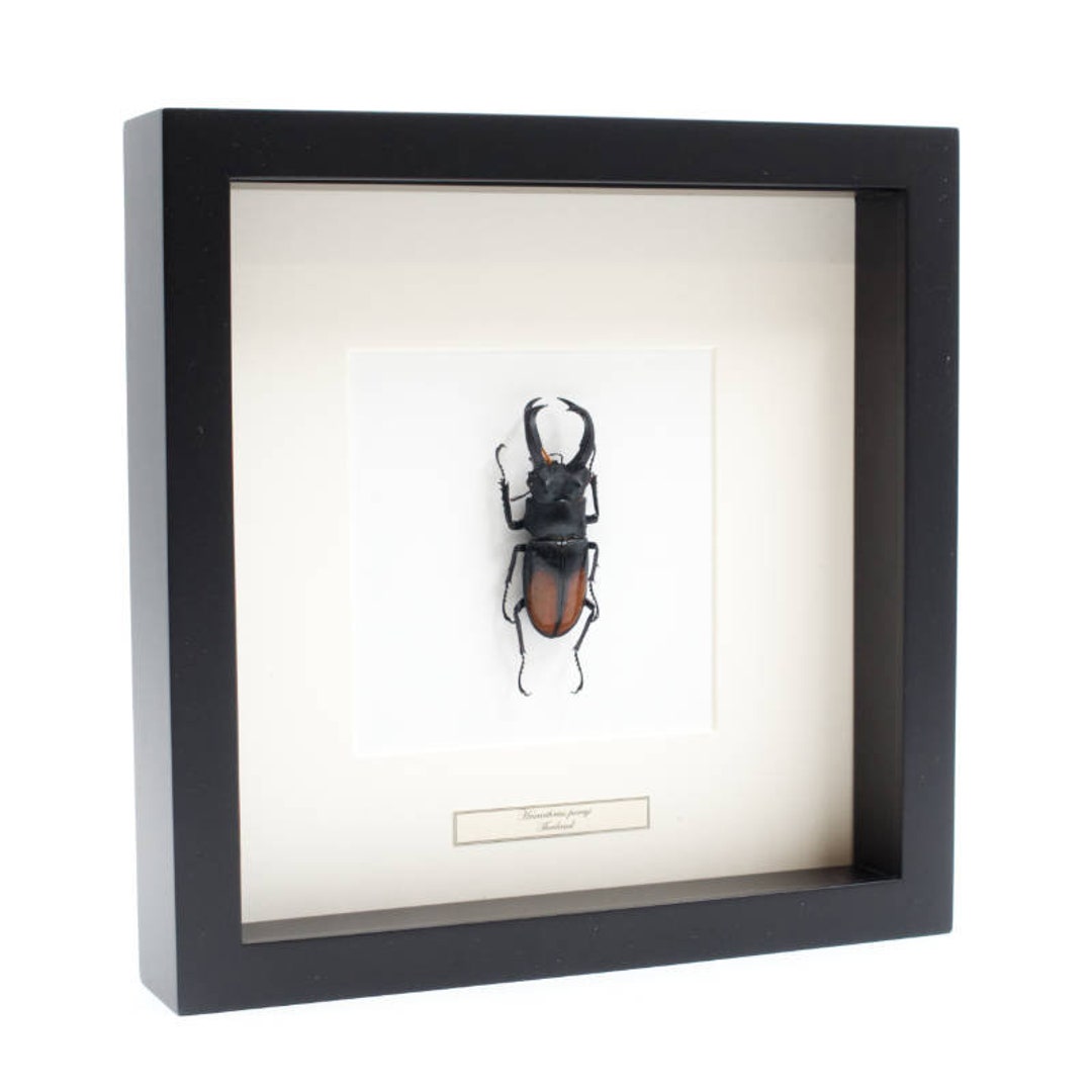 Choose Your Frame! Mounted Beetle: Hexarthrius Parryi - Etsy