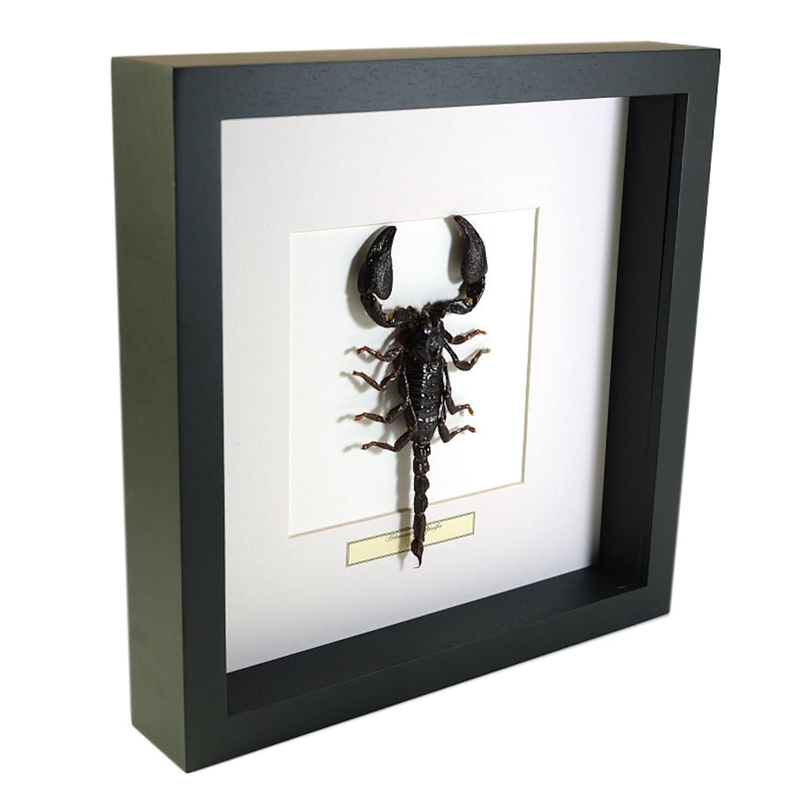 Choose Your Frame! Mounted Insect: Heterometrus Spinifer - Etsy