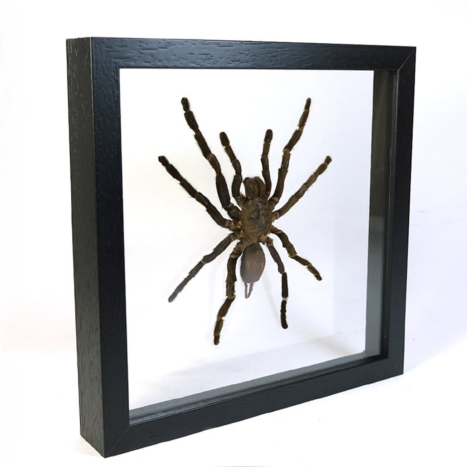 Choose Your Frame Mounted Spider: Haplopelma Minax - Etsy