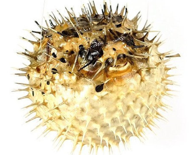 Atlantic Horseshoe Crab Shell With Tail and Legs Intact Naturally ...