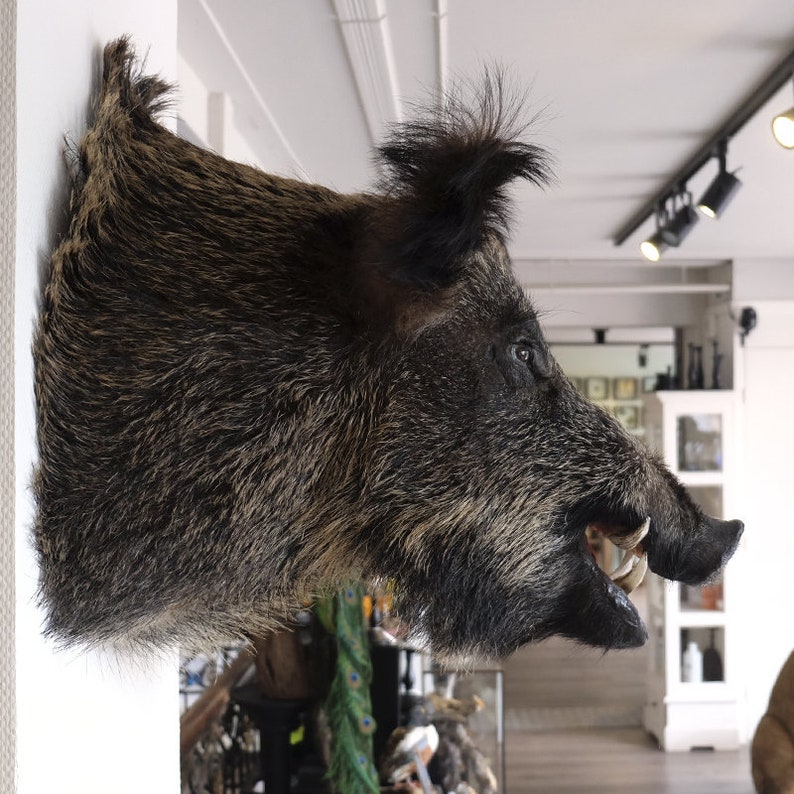 Mounted Wild Boar Trophy - Etsy