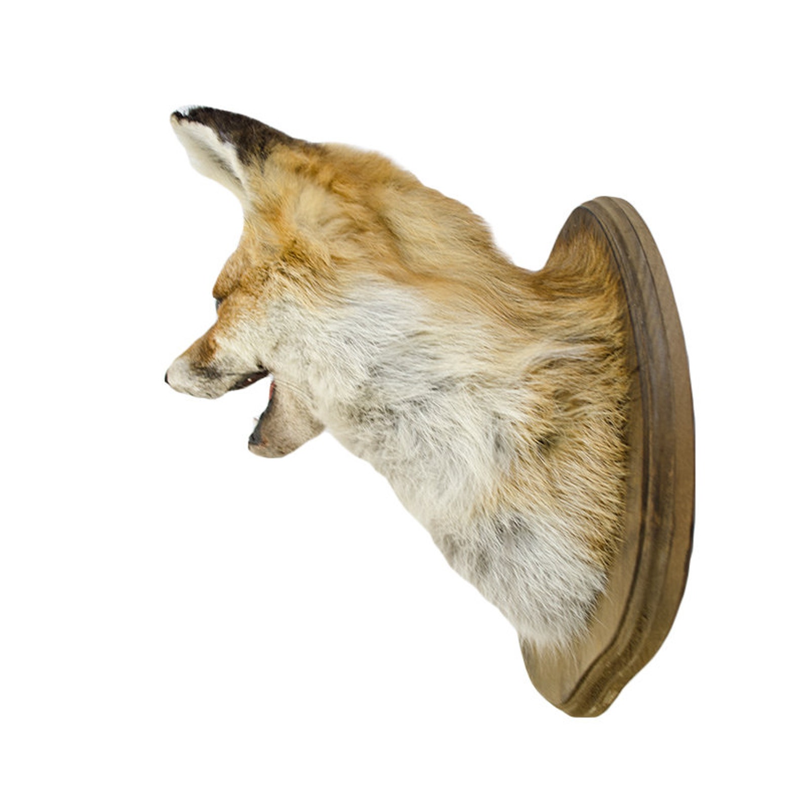 Mounted Fox trophy | Etsy