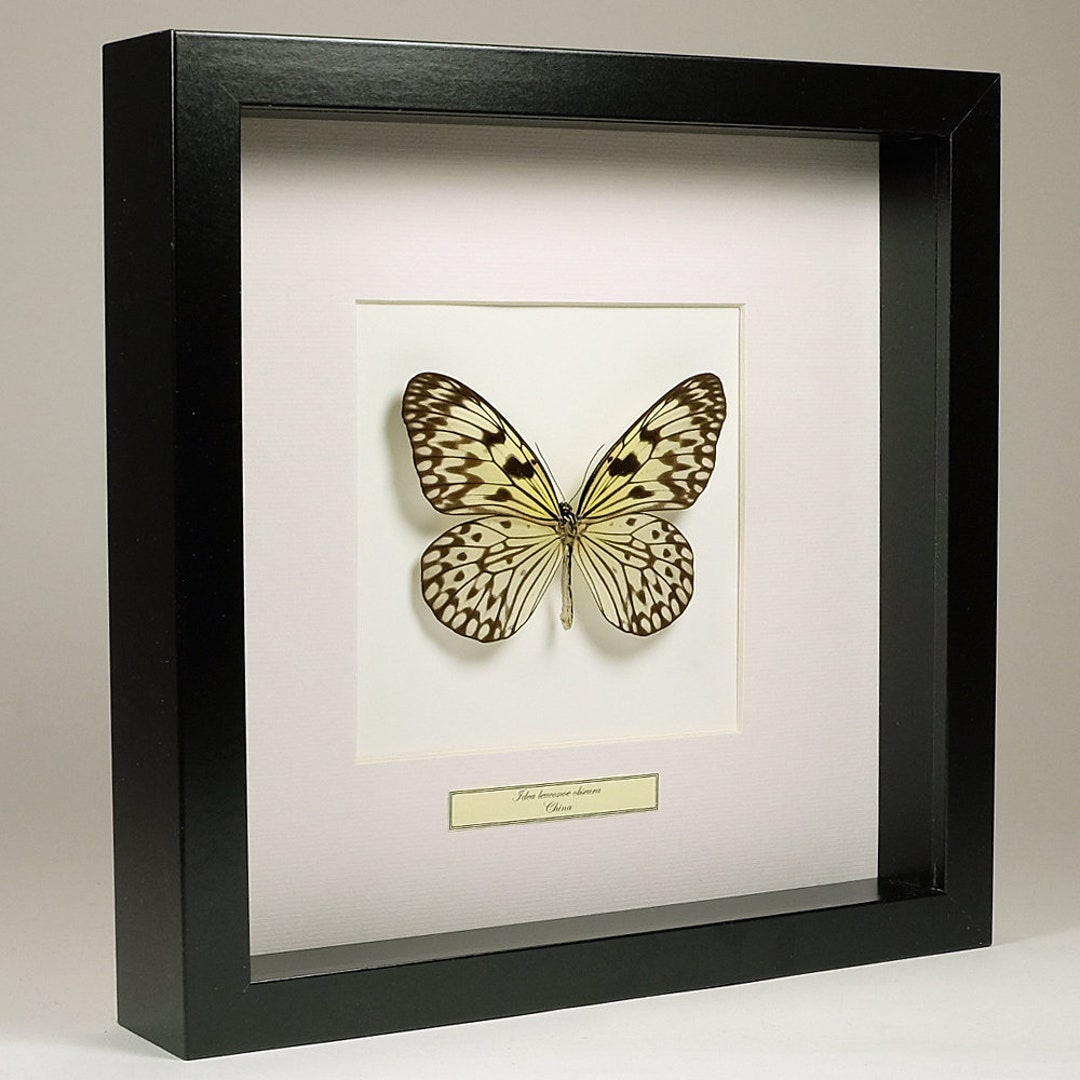 Choose Your Frame! Mounted Butterfly: Idea Leuconoe Obscura - Etsy