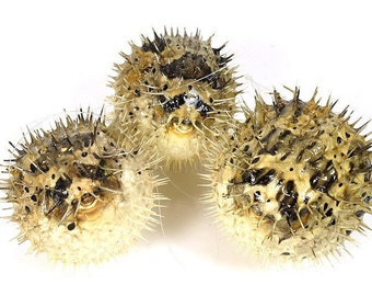 Real Dried Porcupine Blowfish 8 Inches Long With Hanger - Etsy
