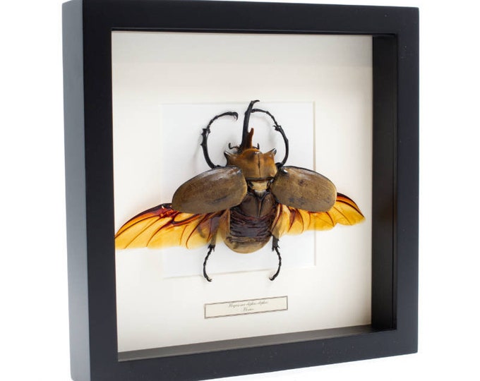 Shadow Box Taxidermy With Real Insects : Wooden Frame With Mounted ...