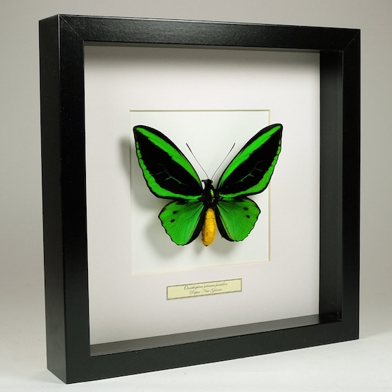 Choose your frame Mounted butterfly: Ornithoptera Priamus | Etsy