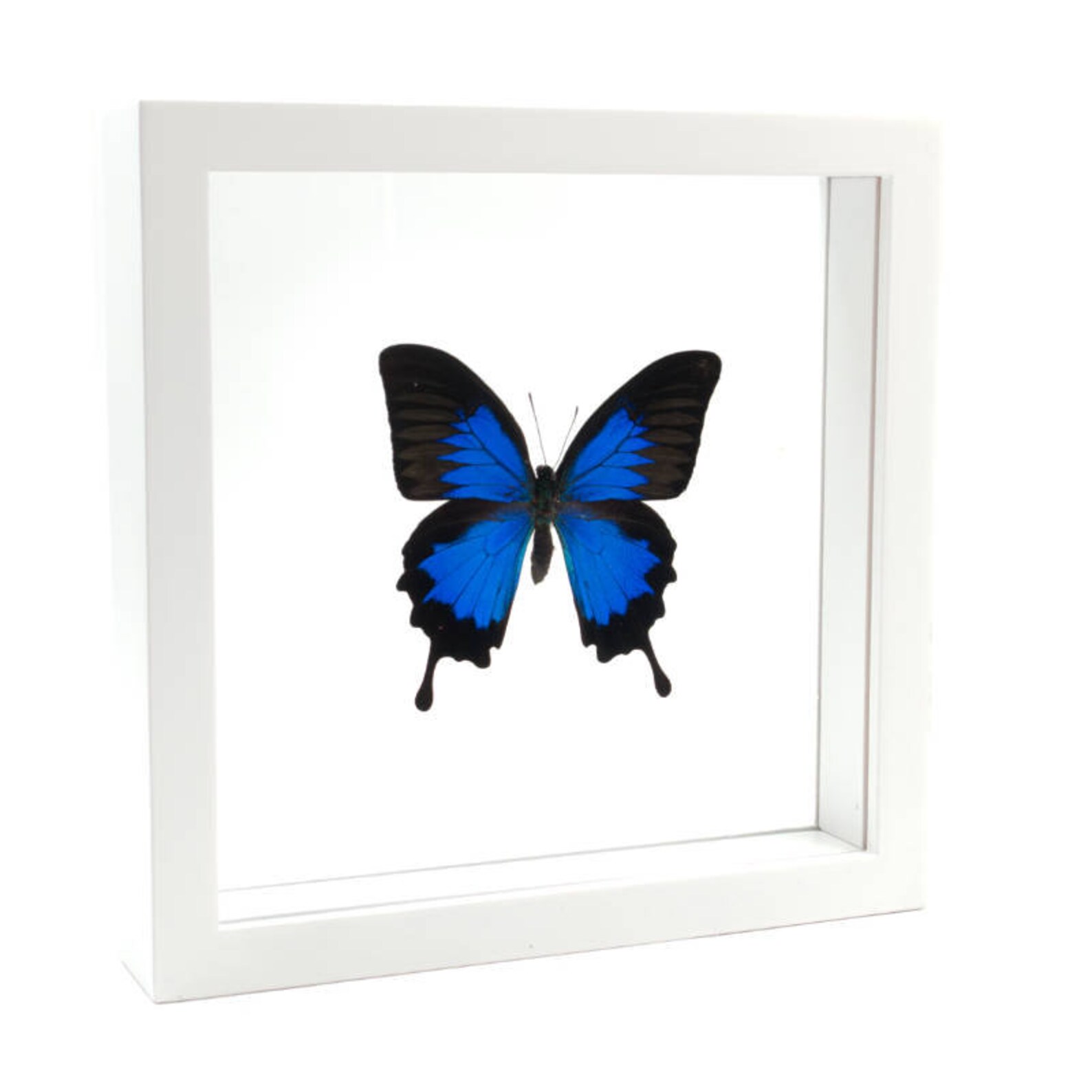 Choose Your Frame Mounted Butterfly: Papilio Ulysses - Etsy