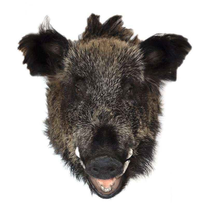 Mounted Wild Boar Trophy - Etsy