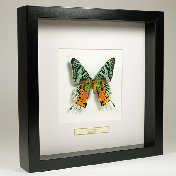 Mounted Butterflies - Etsy