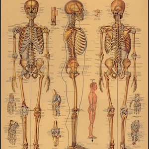 Wall Decoration: Human Skeleton Poster - Etsy