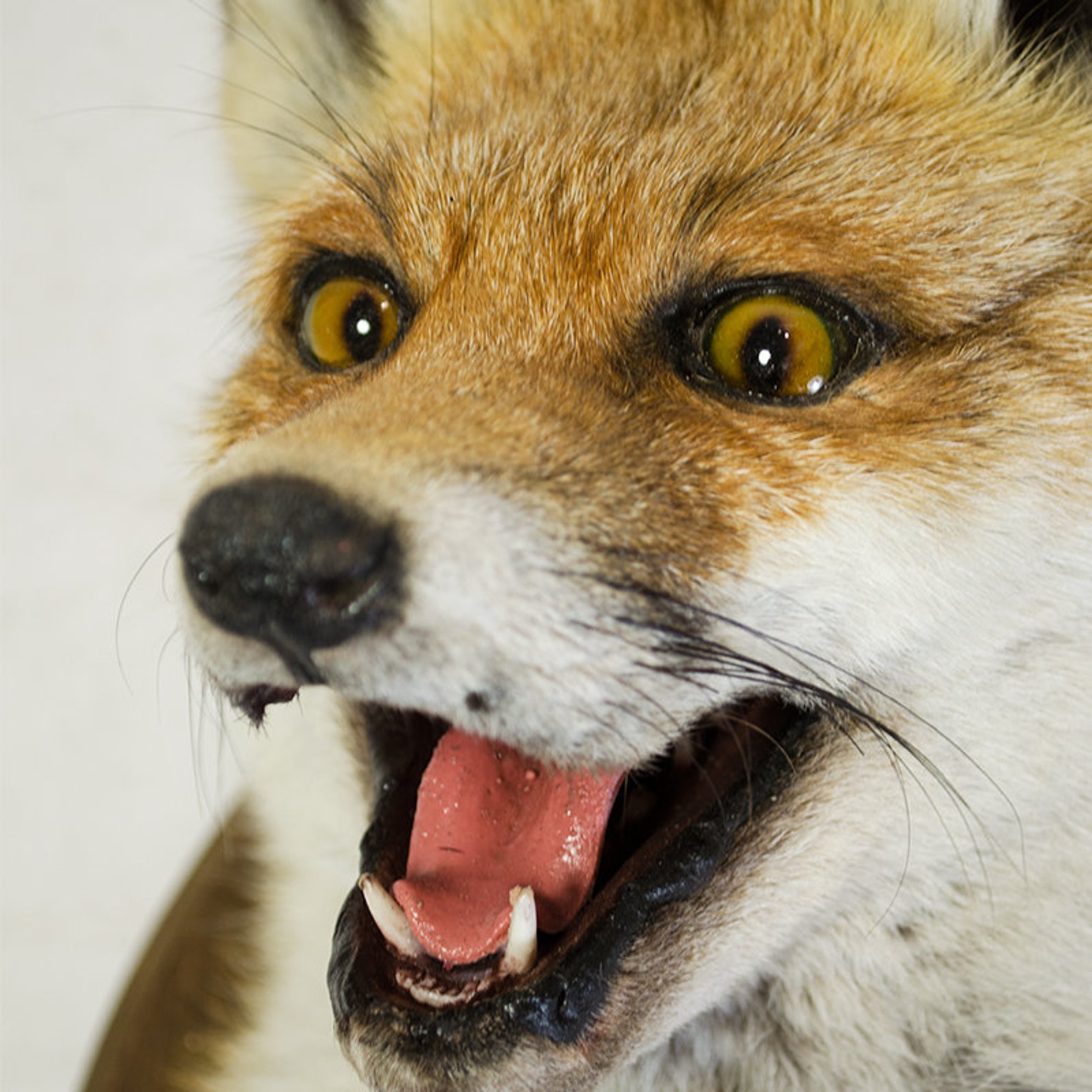 Mounted Fox trophy | Etsy