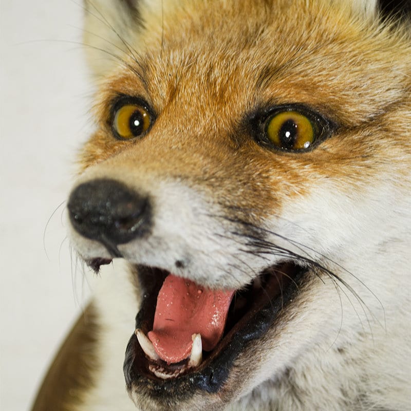 Mounted Fox trophy | Etsy