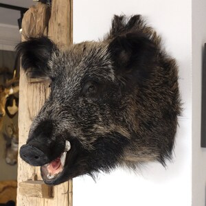 Mounted Wild Boar Trophy - Etsy