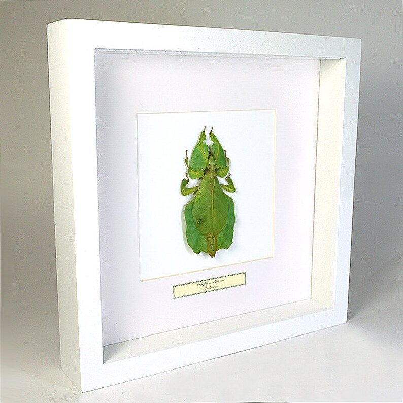Choose Your Frame Mounted Insect: Phyllium Celebicum - Etsy