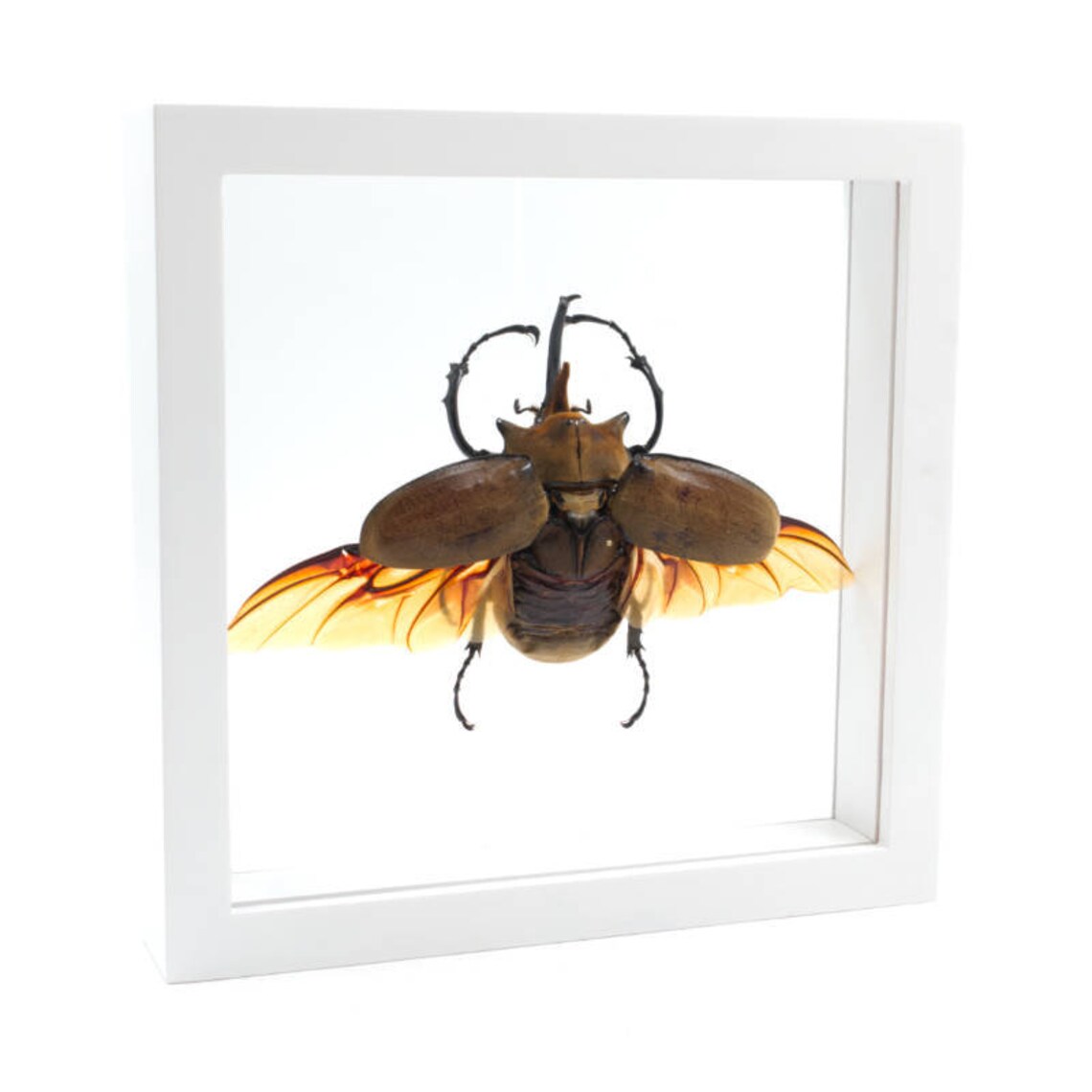 Choose Your Frame! Mounted Insect: Eupatorus Gracilicornis - Etsy