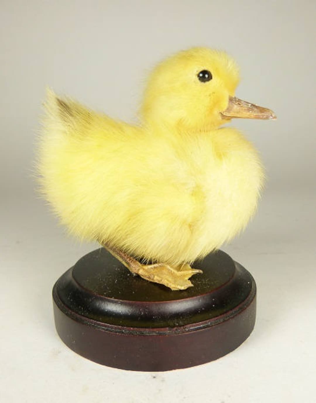 Mounted Duckling for Sale stuffed Duckling. Taxidermy - Etsy