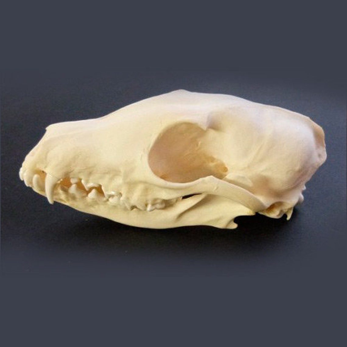 Skull of a Fox Schedel Van Een Vos. Taxidermy | Etsy