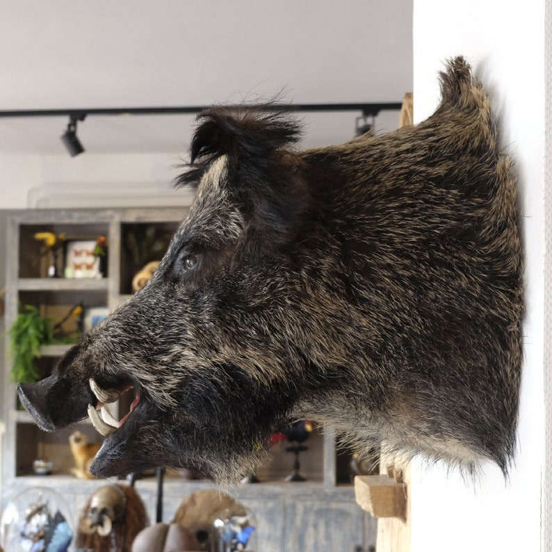 Mounted Wild Boar Trophy - Etsy