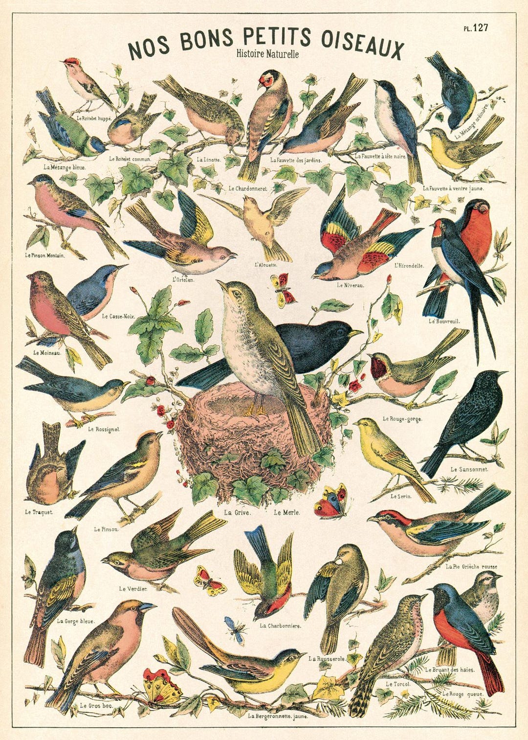 Wall Decoration: Vintage Bird Poster - Etsy