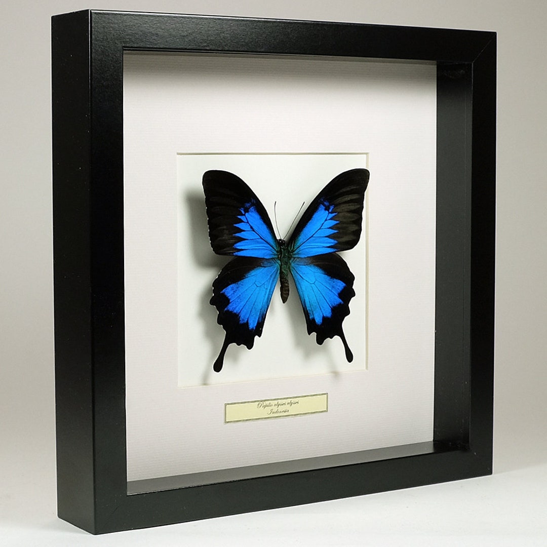 Choose Your Frame! Mounted Butterfly: Papilio Ulysses - Etsy