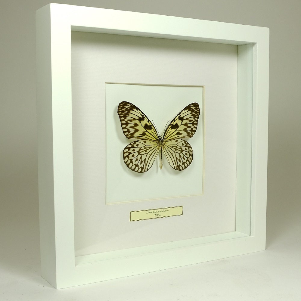 Choose Your Frame! Mounted Butterfly: Idea Leuconoe Obscura - Etsy