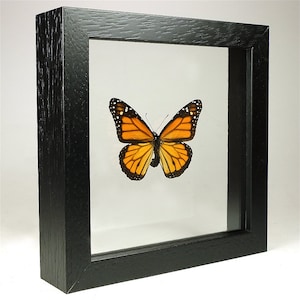 Choose Your Frame! Mounted Butterfly: Danaus Plexippus - Etsy
