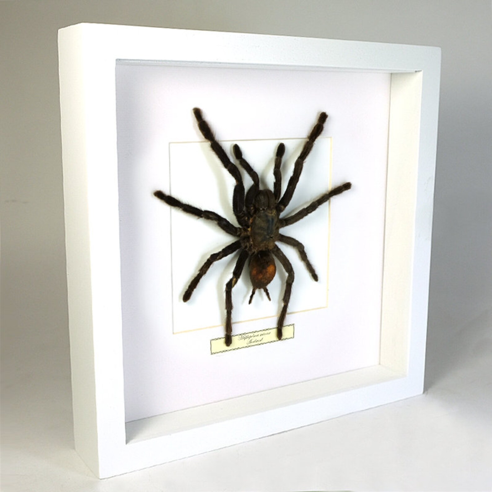 Choose Your Frame Mounted Spider: Haplopelma Minax - Etsy