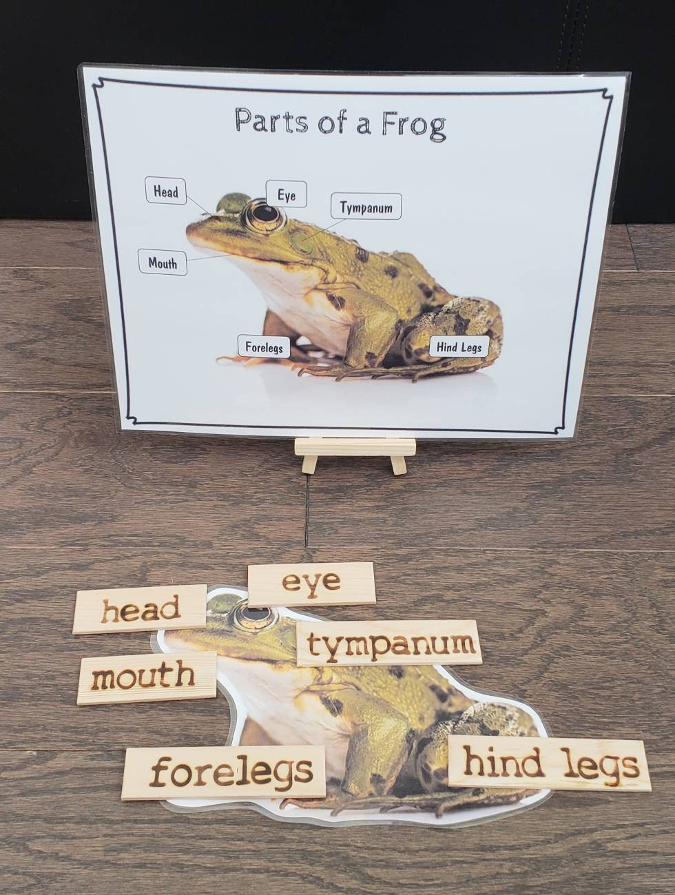 Frog Life Cycle Parts of a Frog Critical Thinking Skills | Etsy